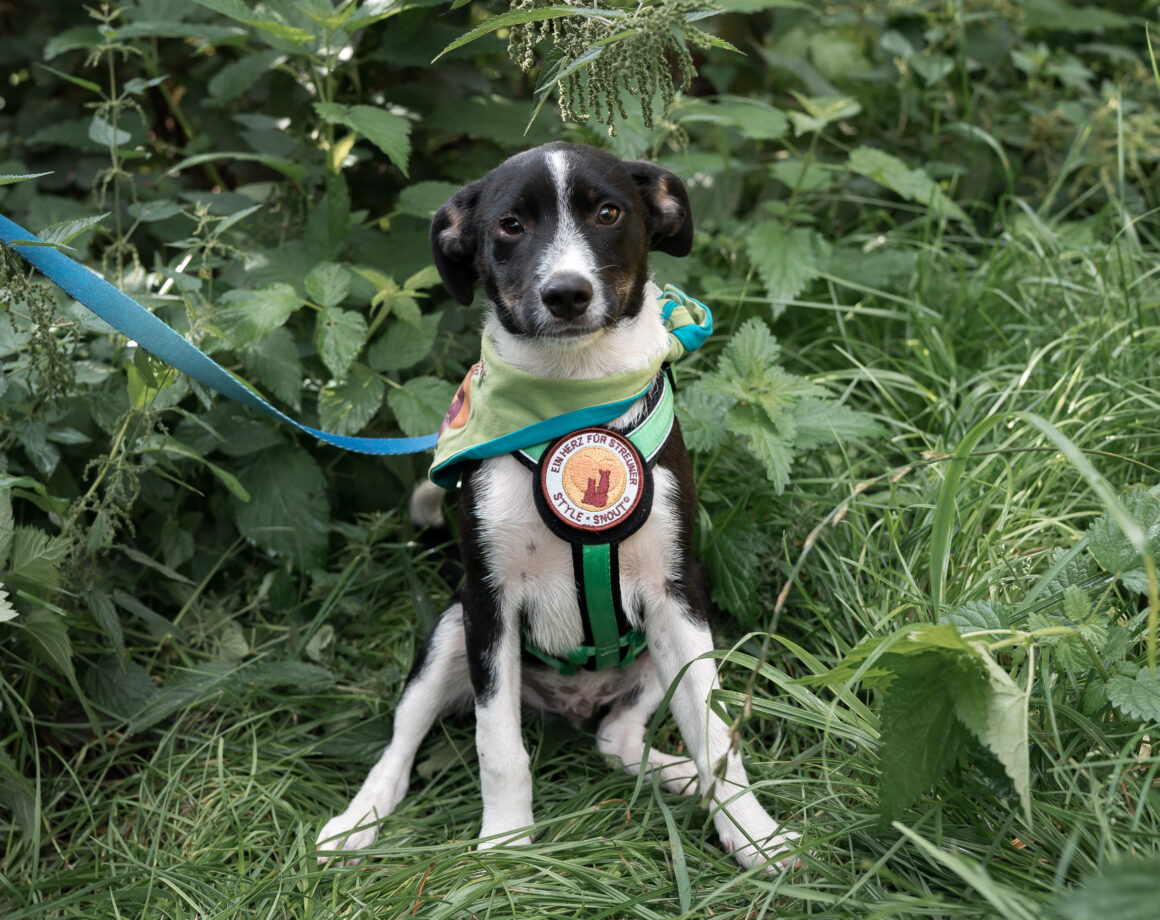 FLITZI - ca. 4 Monate | Ein Herz für Streuner