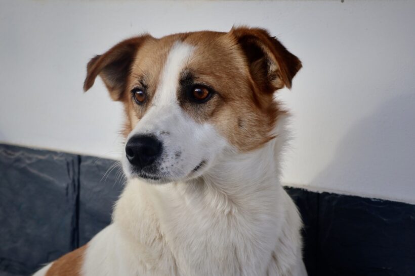 BITZI - ca. 3 Jahre | Ein Herz für Streuner