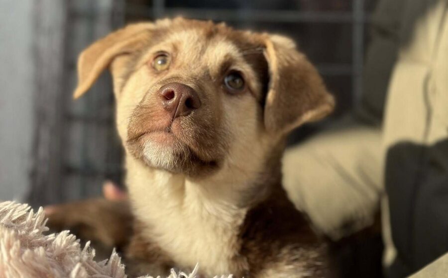 NOUGAT | Ein Herz für Streuner