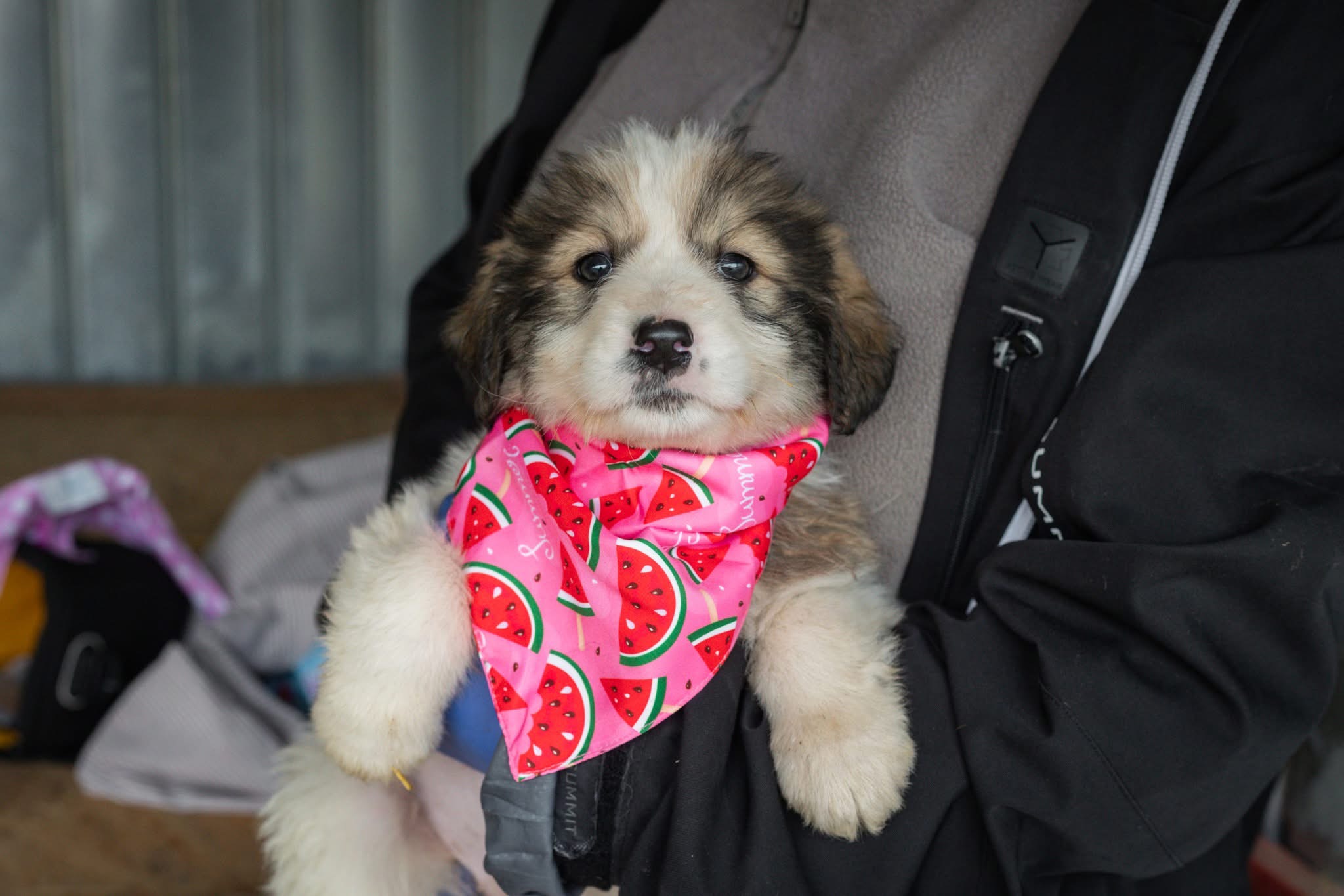 BROOKIE | Ein Herz für Streuner